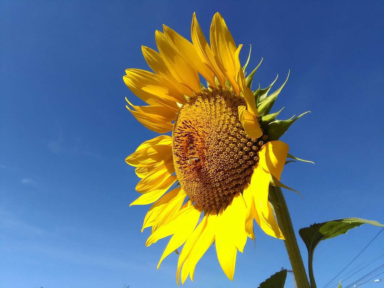 Sunflower Flower Sun - Free photo on Pixabay - Pixabay