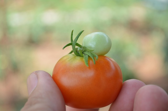 Tomate Biologique Cultiver Ferme - Photo gratuite sur Pixabay