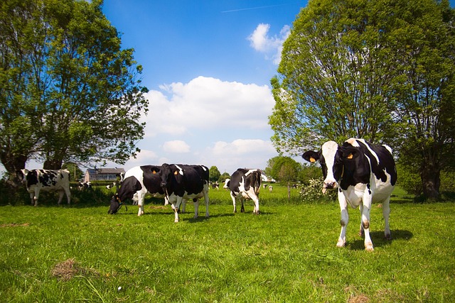 Vache Paysage Nature - Photo gratuite sur Pixabay - Pixabay