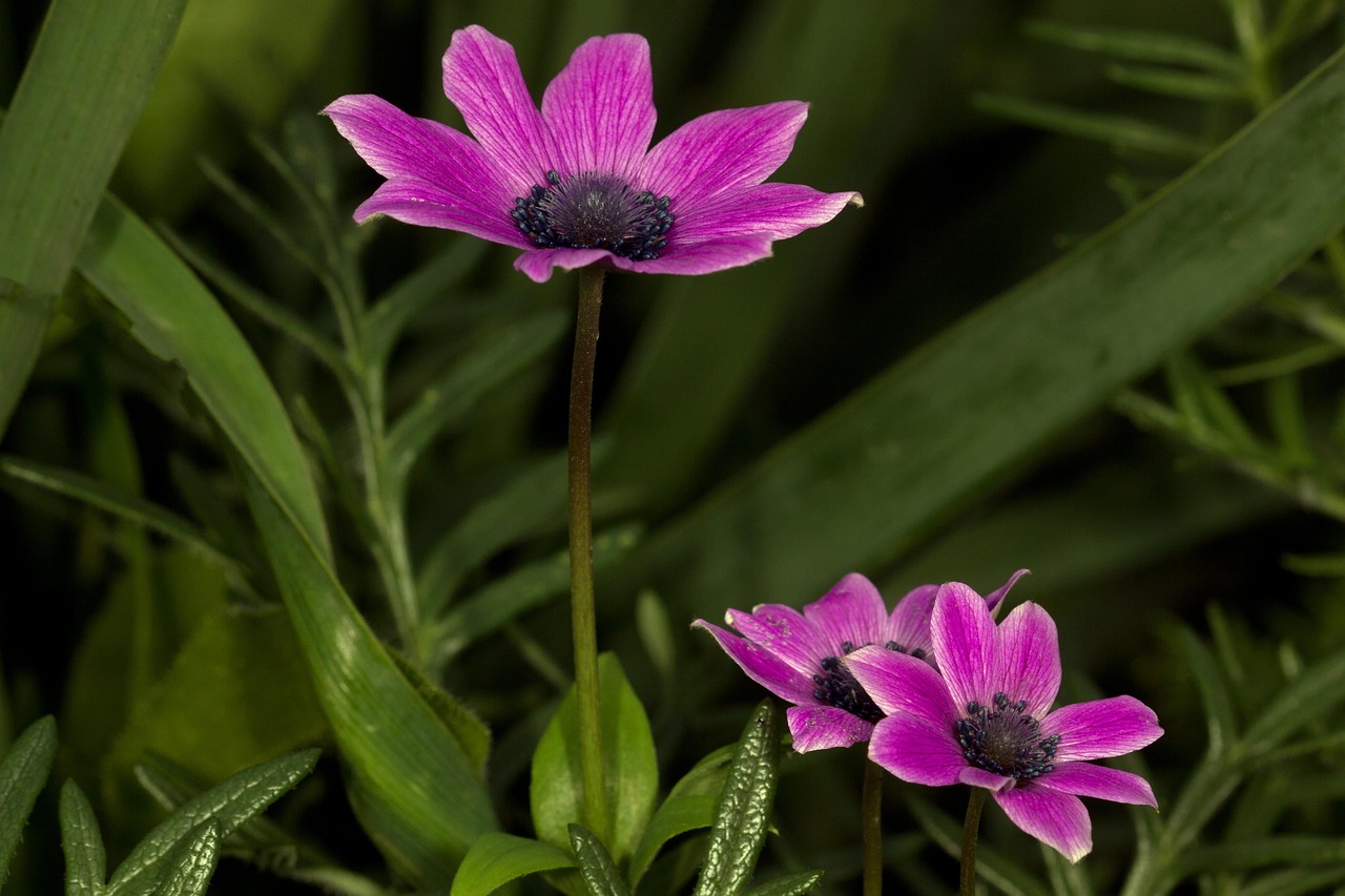 Anémona Flores Silvestres - Foto gratis en Pixabay - Pixabay