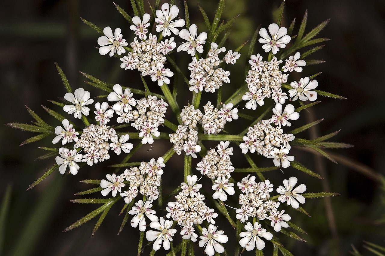 Wortel Bloemen Wilde Peen - Gratis foto op Pixabay - Pixabay