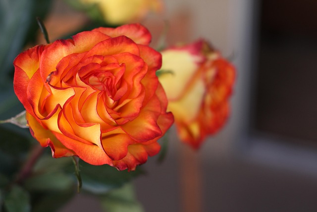 Rosas Rojo Dos - Foto gratis en Pixabay - Pixabay