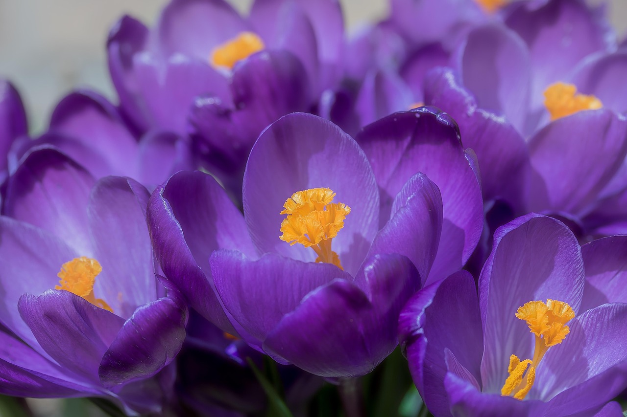 Crocuses Crocus Flower - Free photo on Pixabay
