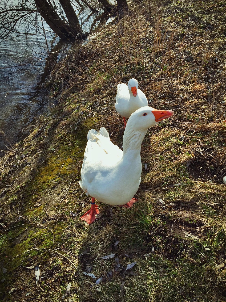 Animal Ganso Naturaleza Aves De - Foto gratis en Pixabay - Pixabay