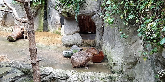 9+ Free Rabbit-Like & Capybara Images - Pixabay