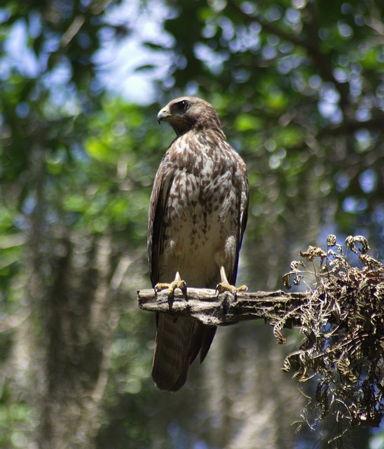 Falcon Bird Of Prey - Free photo on Pixabay - Pixabay
