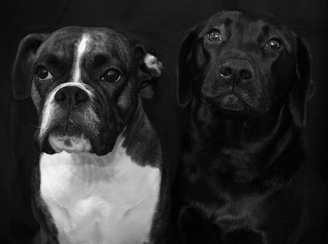 200+ Free Boxer Dogs & Dog Images - Pixabay
