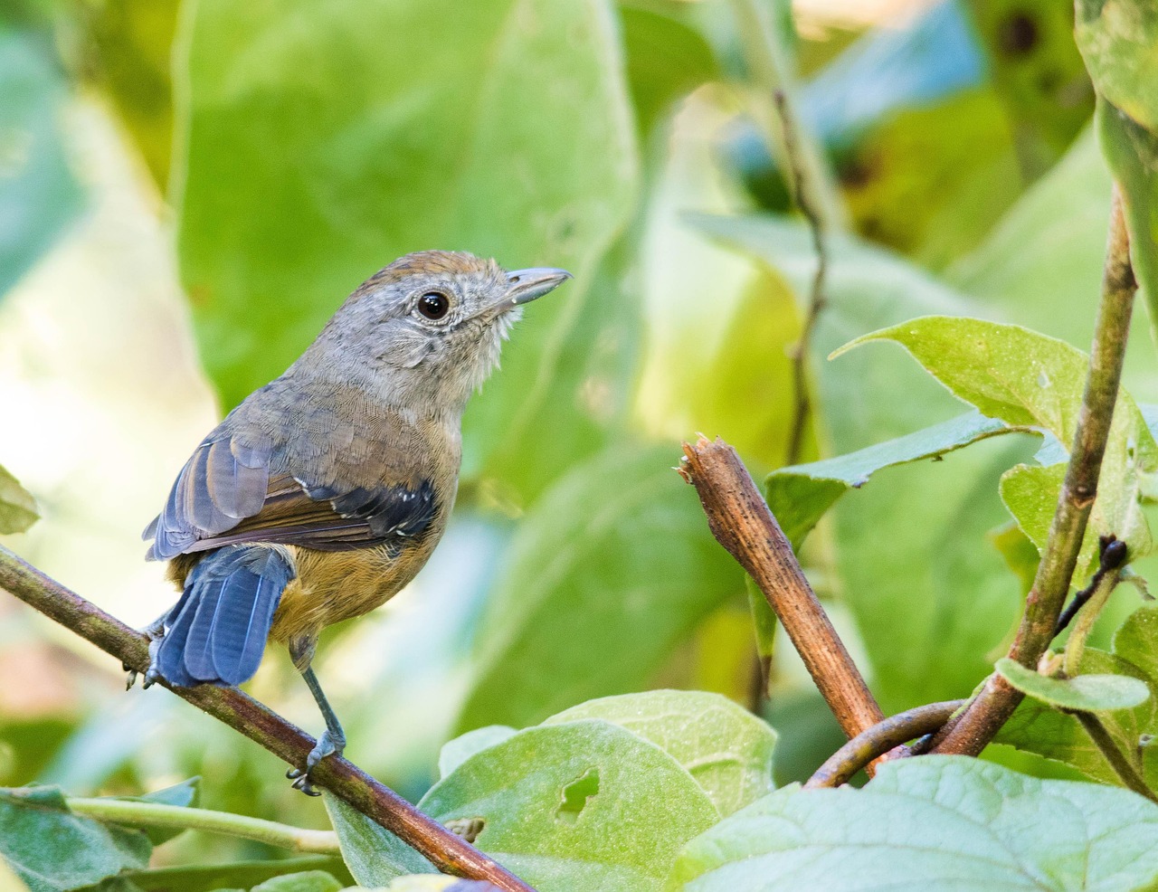 Pájaro Naturaleza Aves Tropicales - Foto gratis en Pixabay
