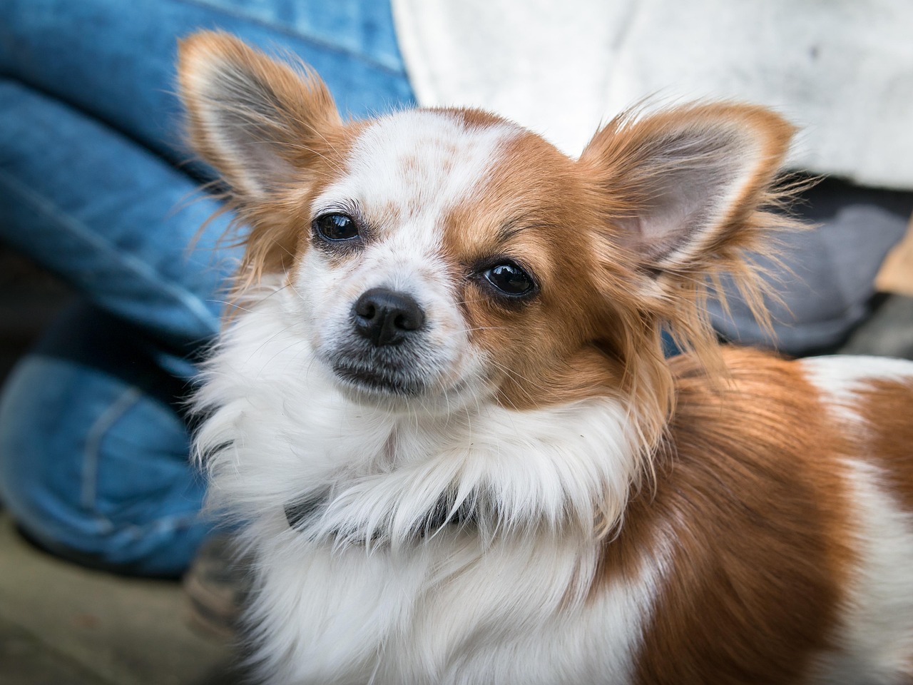 Chihuahua Perro Chiwawa - Foto gratis en Pixabay - Pixabay
