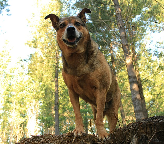 Perro Bosque De Pura Raza - Foto gratis en Pixabay - Pixabay