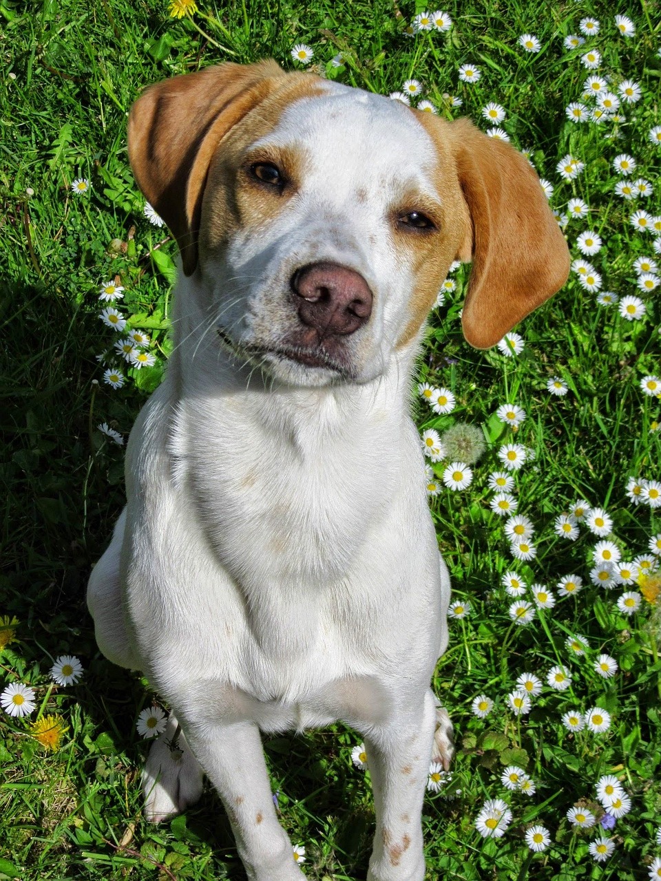 Perro Prado Atento Retrato - Foto gratis en Pixabay - Pixabay