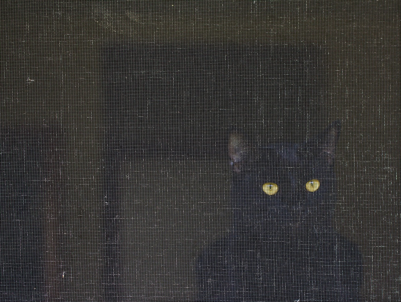 Cat Screen Eyes - Free photo on Pixabay - Pixabay