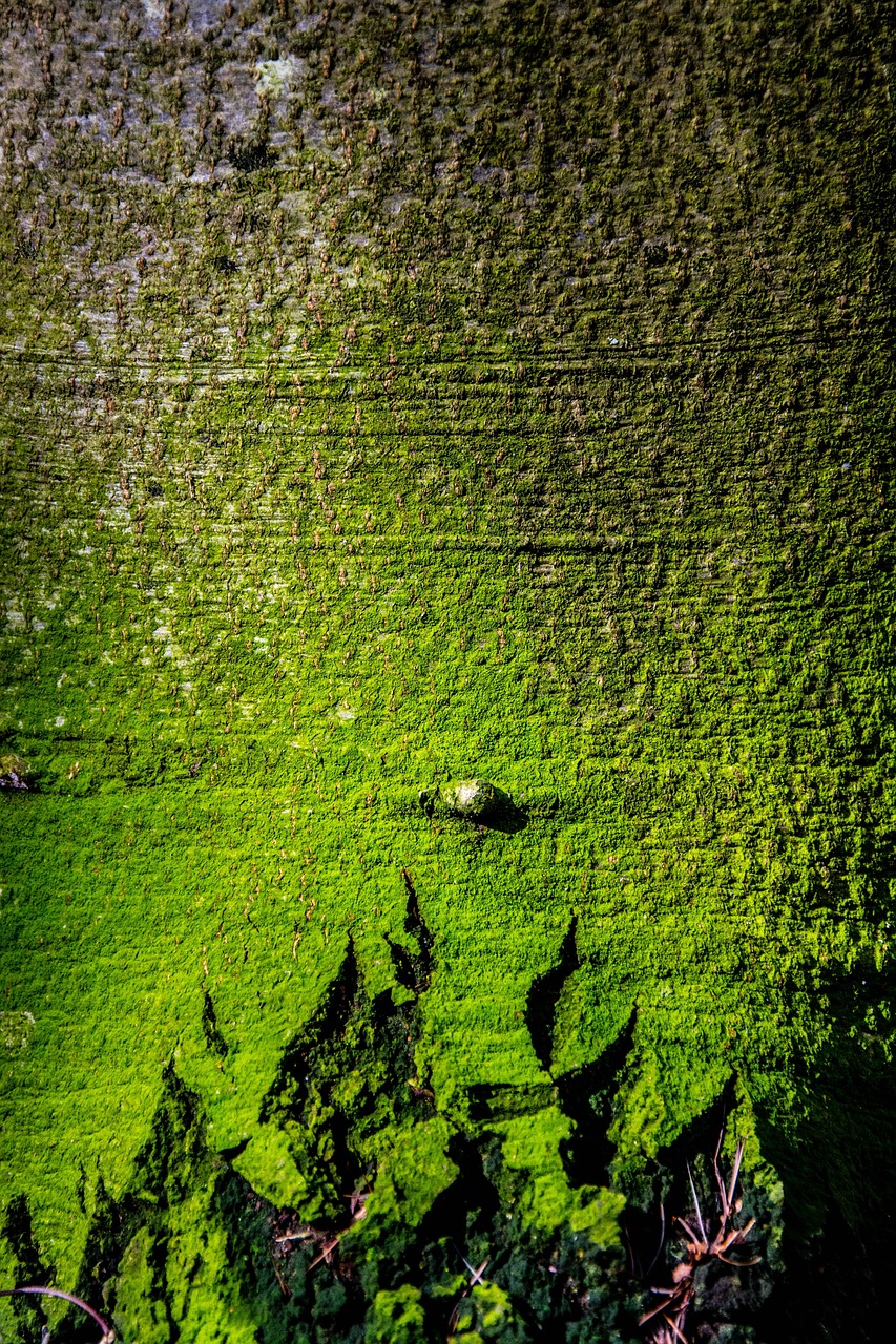 Bark Of Tree Mach Forest A - Free photo on Pixabay - Pixabay