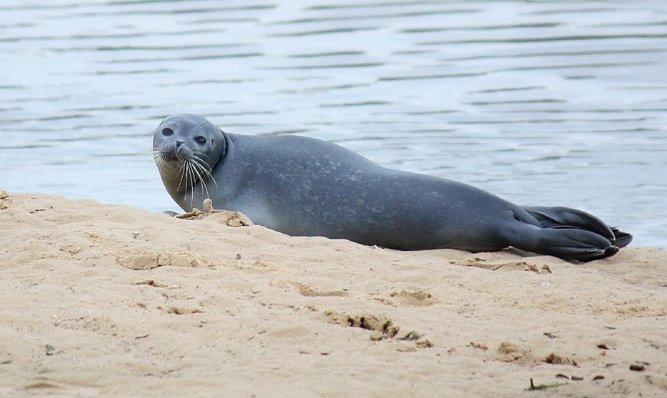 Seal Beach Sea - Free photo on Pixabay