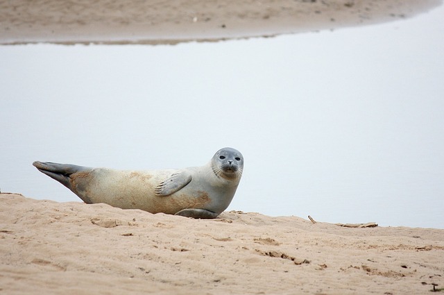 Foca Playa Mar - Foto gratis en Pixabay - Pixabay