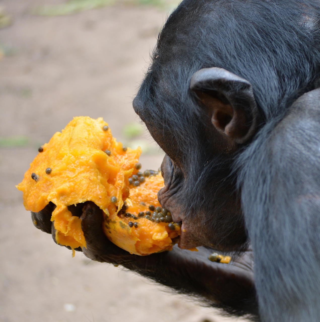 30+ Free Bonobo & Nature Images - Pixabay