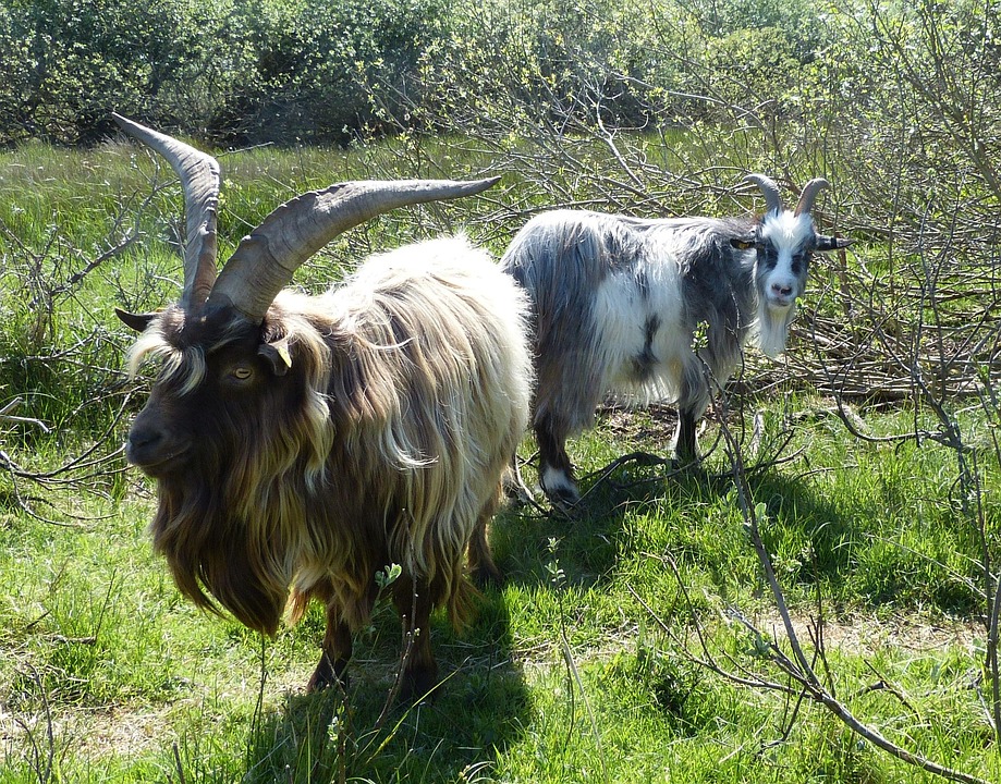 Cabras La Cabra Billy Deseo - Foto gratis en Pixabay - Pixabay