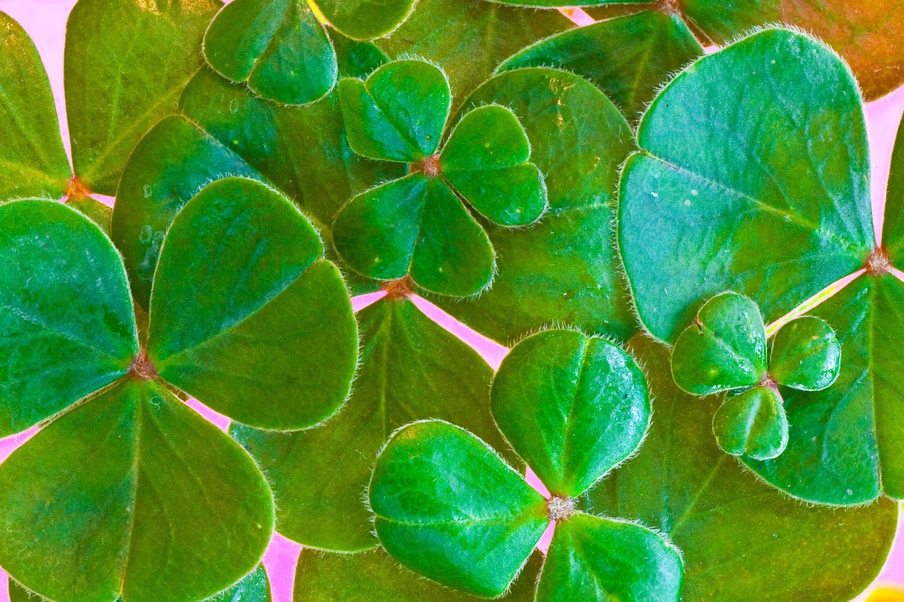 Shamrocks Clover St Patrick'S Day - Free photo on Pixabay - Pixabay