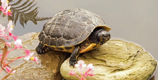 Tortuga Roca Tanque De - Foto gratis en Pixabay - Pixabay