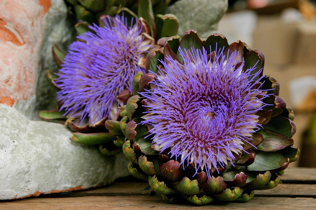 Flower Vegetables Artichoke - Free photo on Pixabay - Pixabay