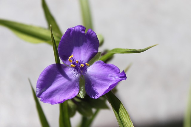 Mauve Fleur Fleurir - Photo gratuite sur Pixabay - Pixabay