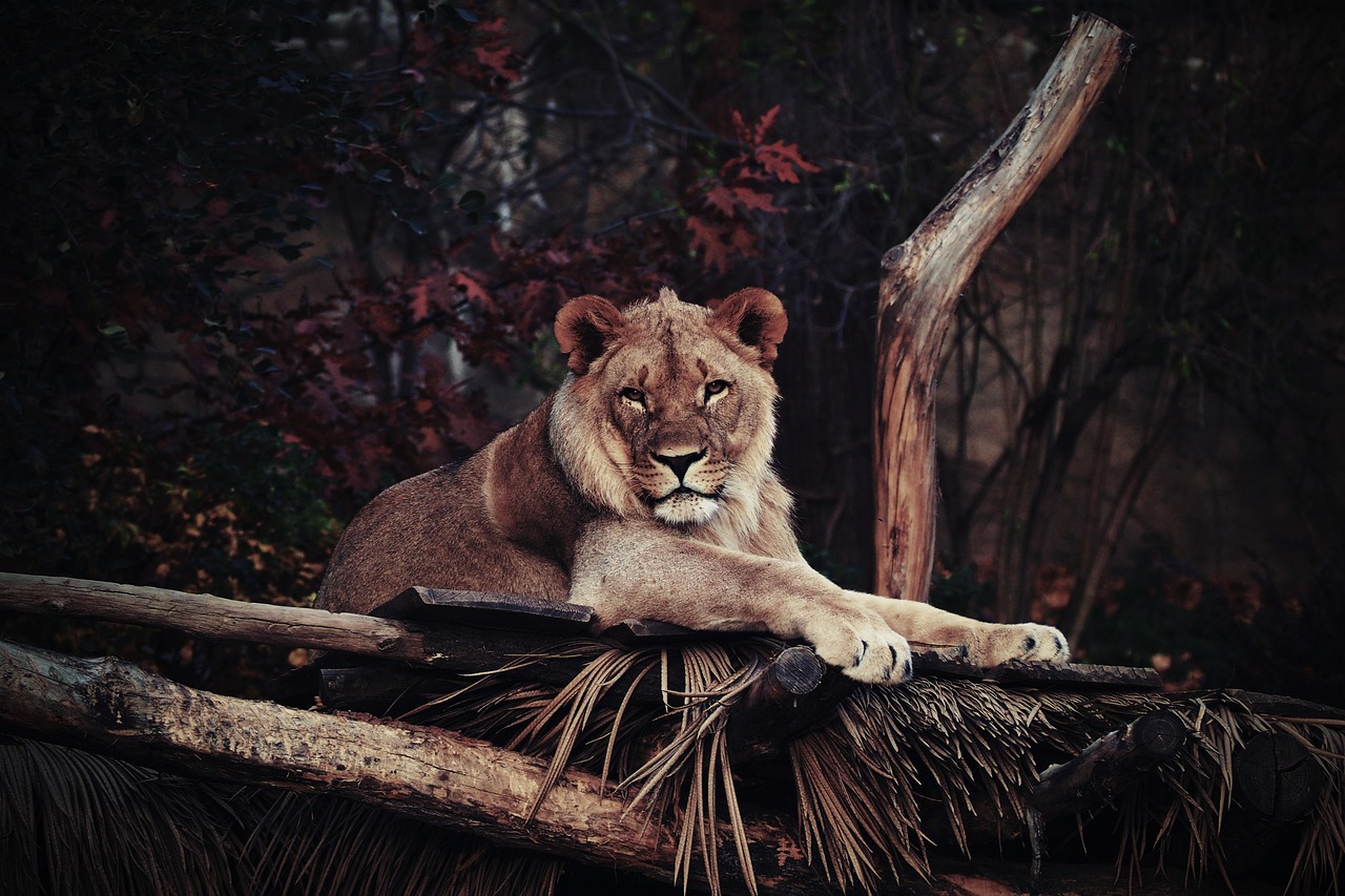 Lion Animals Savanna - Free photo on Pixabay