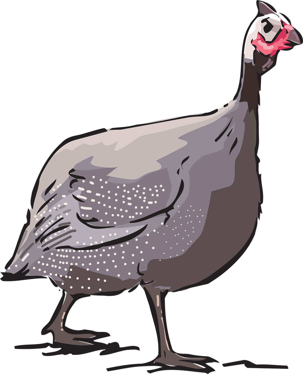 Free Red Jungle Fowl Vector Art - Download 6,119+ Red Jungle Fowl Icons ...