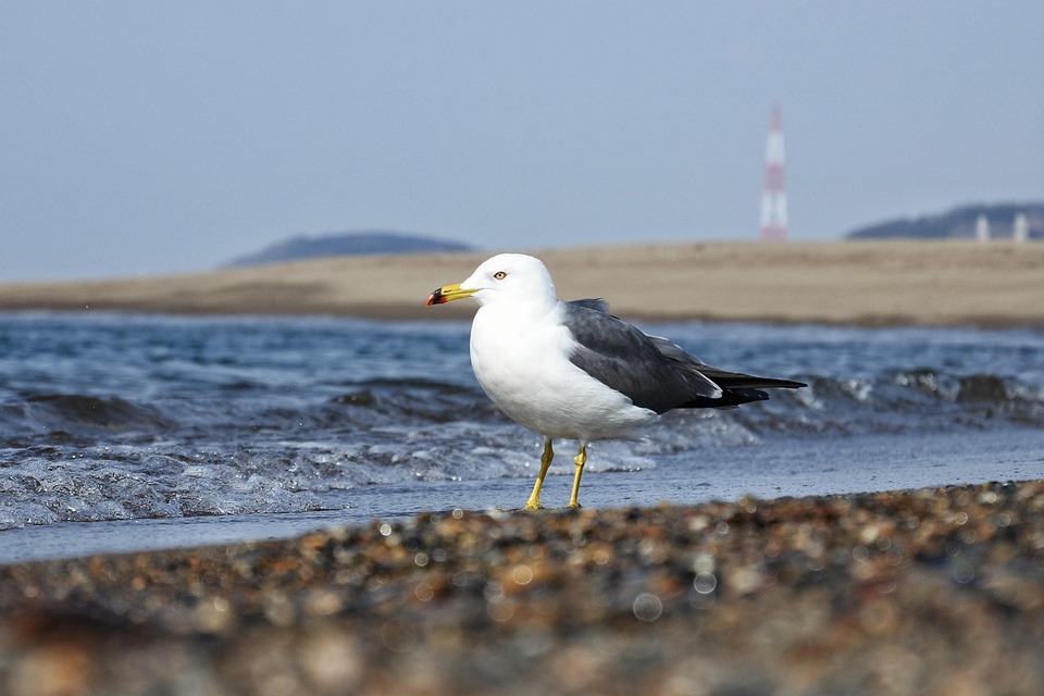 Animal Mer Plage - Photo gratuite sur Pixabay - Pixabay