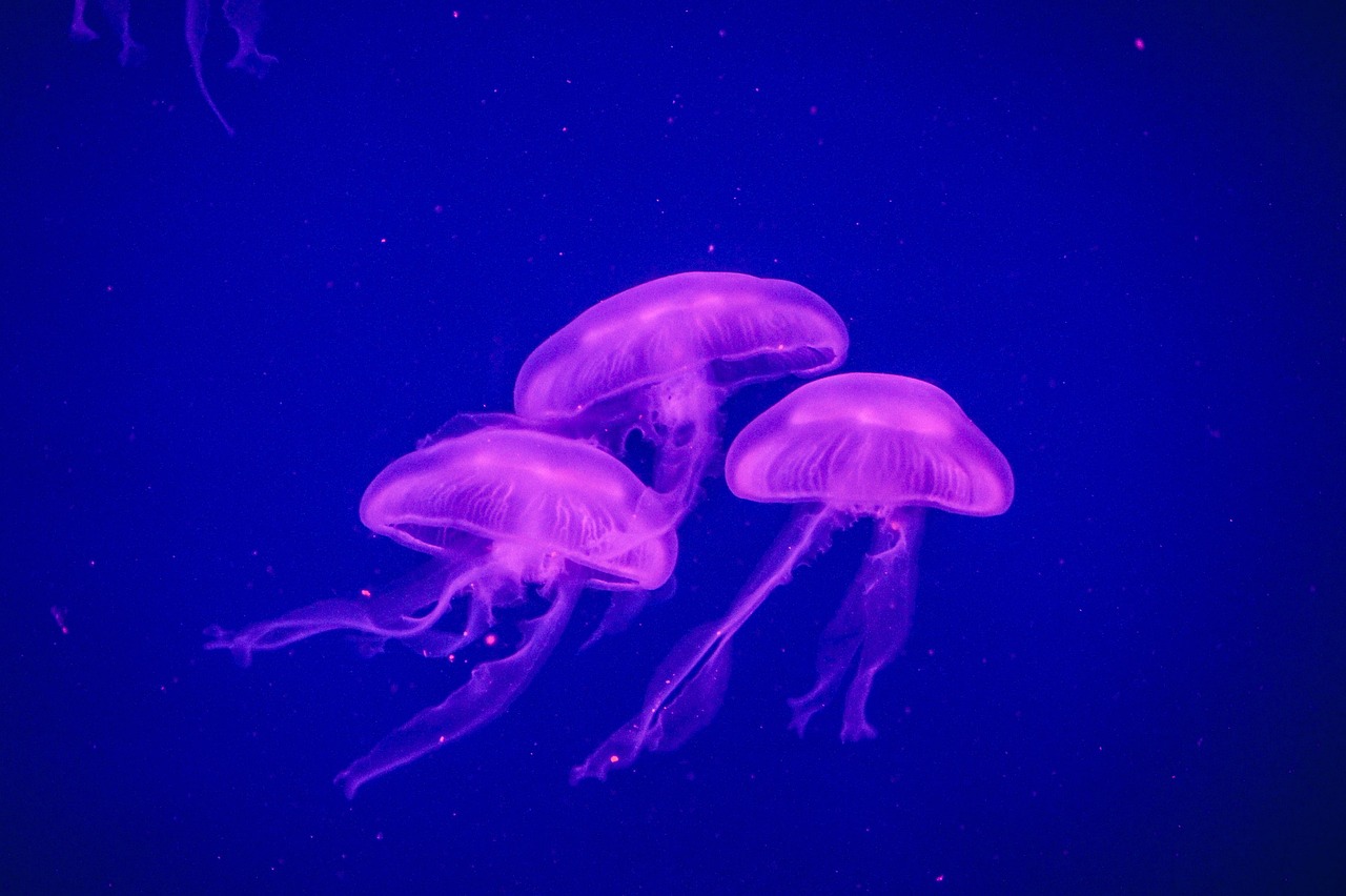 Manet Hav Natur - Gratis foto på Pixabay - Pixabay