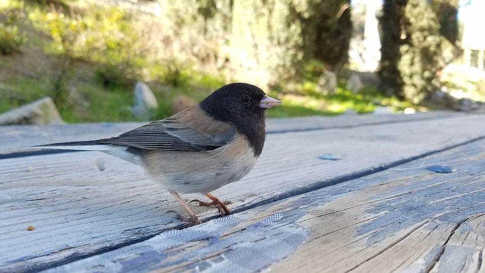 Dark-Eyed Junco Bird - Free photo on Pixabay