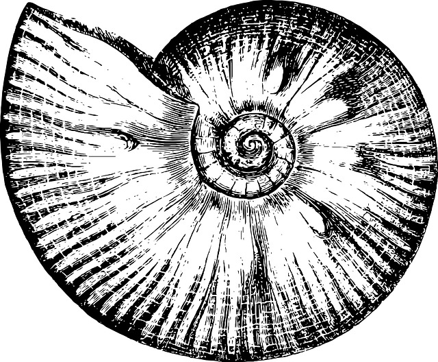 Sketsa Kerang Laut - Gambar gratis di Pixabay