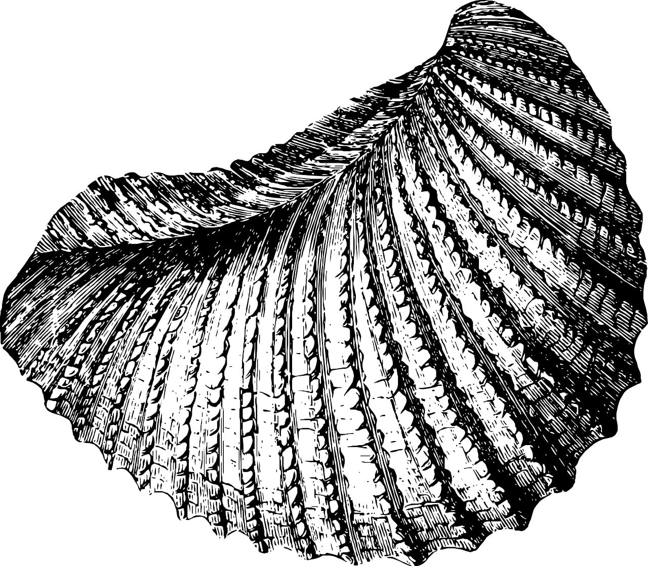 Download Sketch, Shell, Sea. Royalty-Free Stock Illustration Image ...