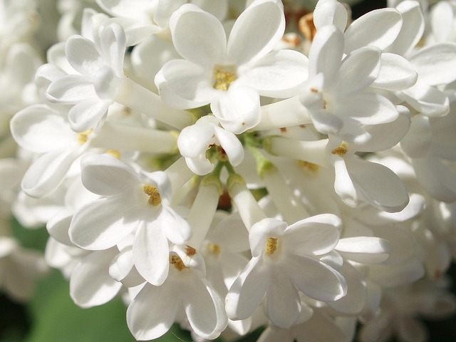 200+ kostnadsfria bilder med Syrener och Natur - Pixabay