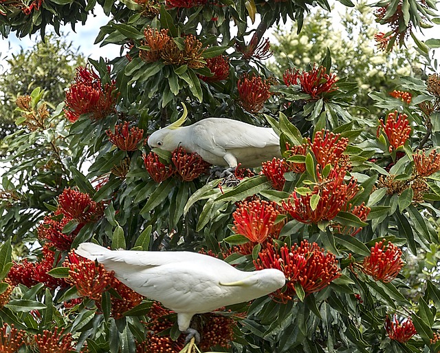 Jardín Aves Naturaleza El - Foto gratis en Pixabay - Pixabay