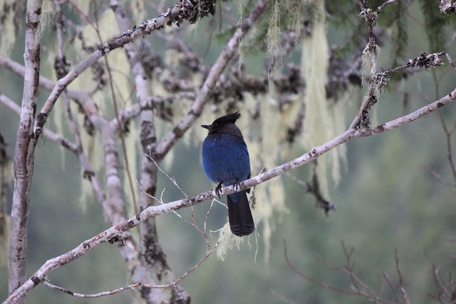 Blue Bird Animal - Free photo on Pixabay