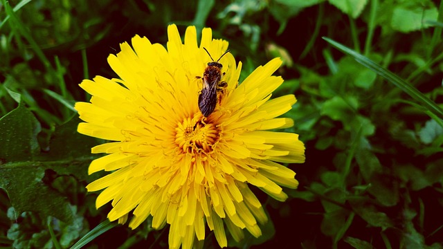 Dandelion Insect Plant Yellow - Free photo on Pixabay - Pixabay