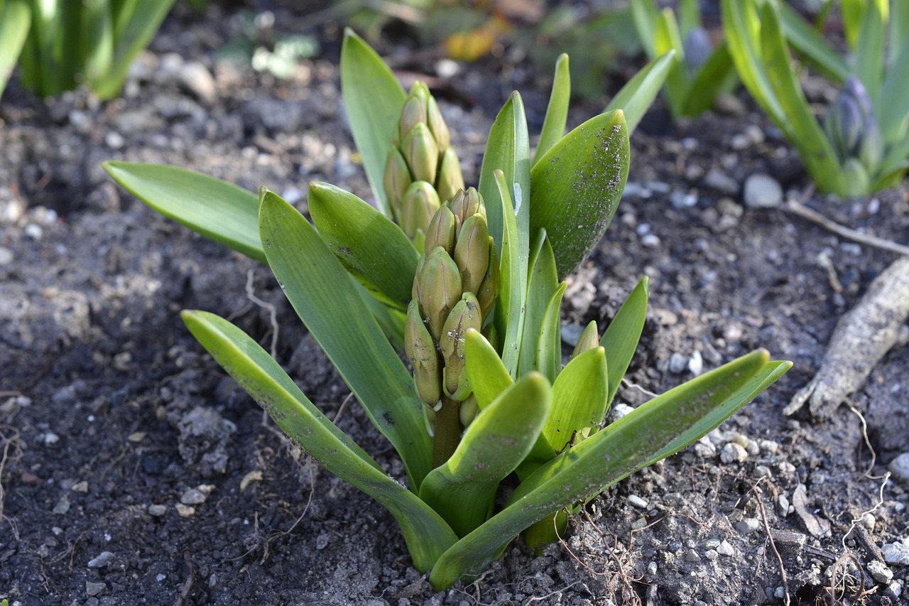 Hyacinth Bud Spring - Free photo on Pixabay - Pixabay