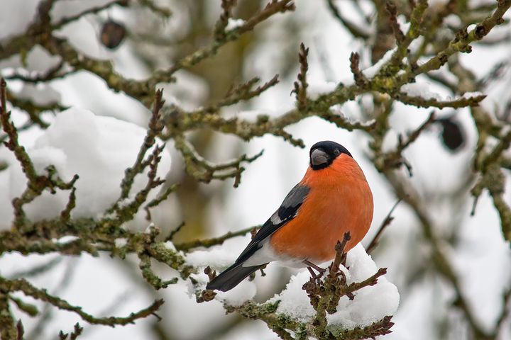 200+ Free Bullfinch & Bird Images
