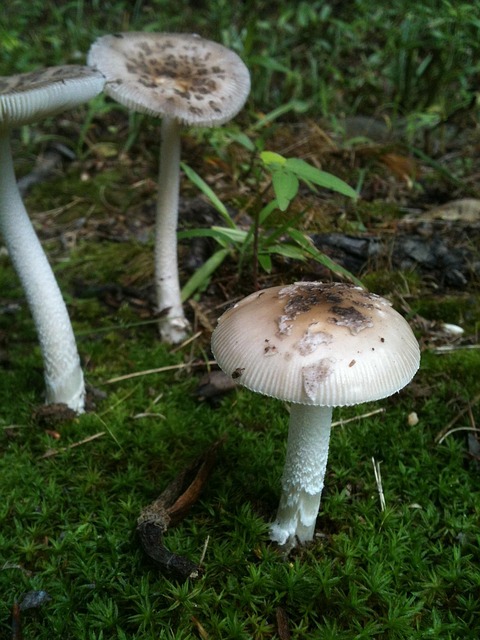 Champignon Nature Naturel - Photo gratuite sur Pixabay - Pixabay