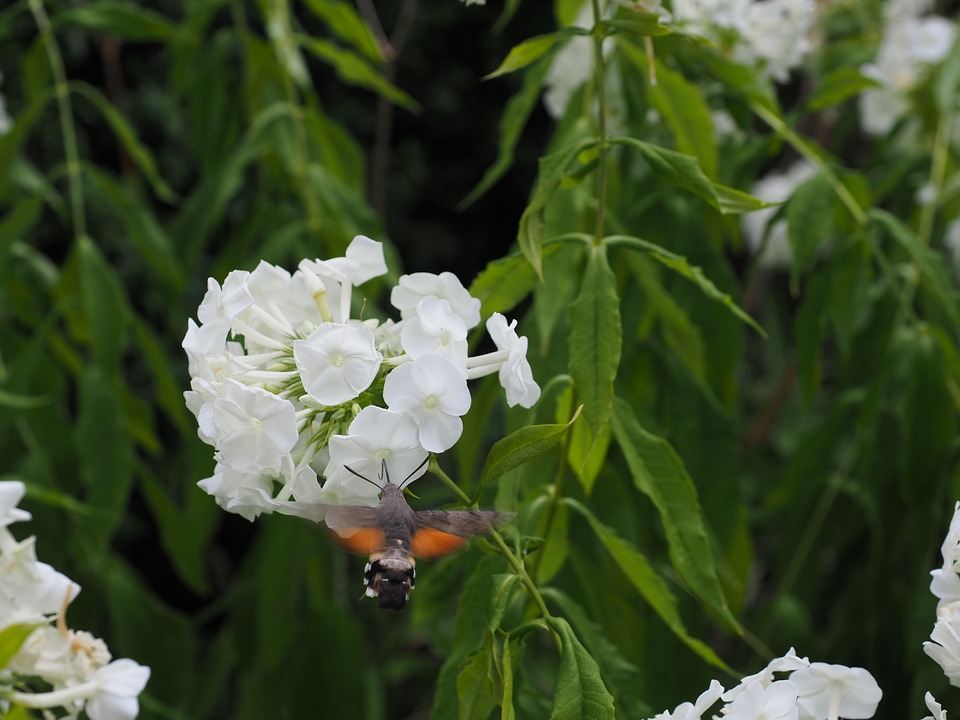 Hummingbird Hawk Moth Macroglossum - Free photo on Pixabay - Pixabay