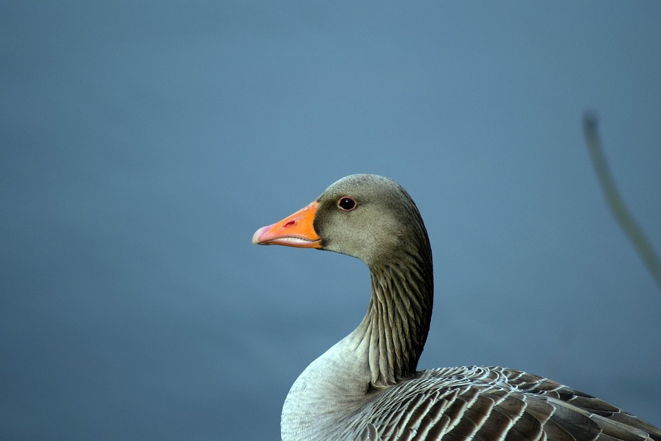 Angsa Burung Wild - Foto gratis di Pixabay - Pixabay
