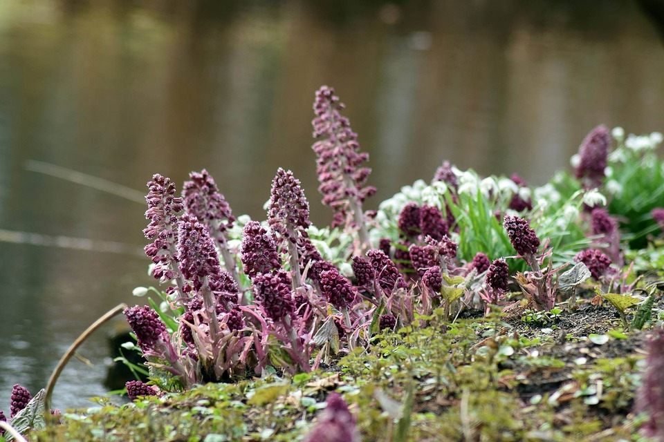 Signs Of Spring Nature - Free photo on Pixabay - Pixabay