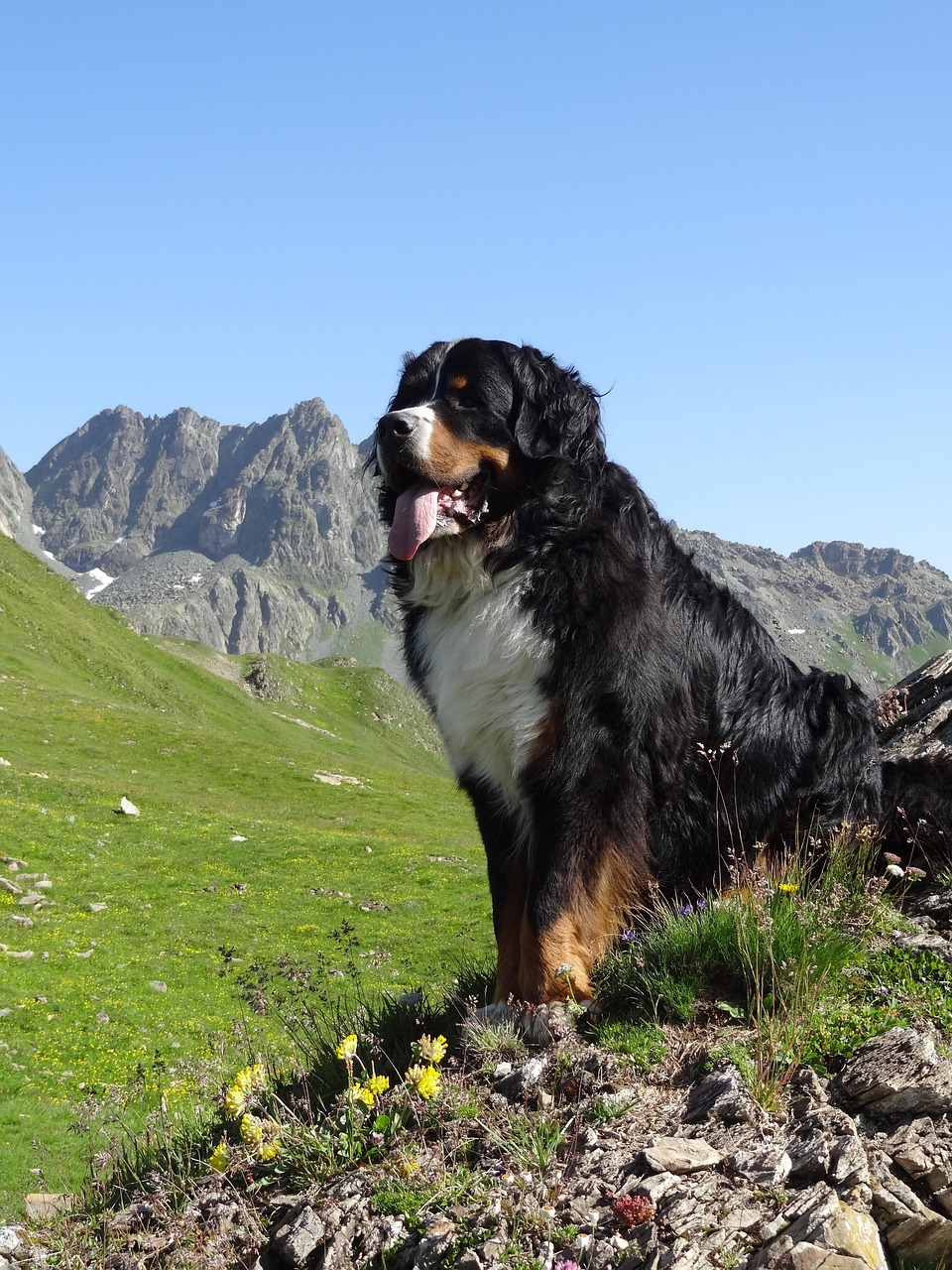 Bernese Mountain Dog Animal - Free photo on Pixabay - Pixabay