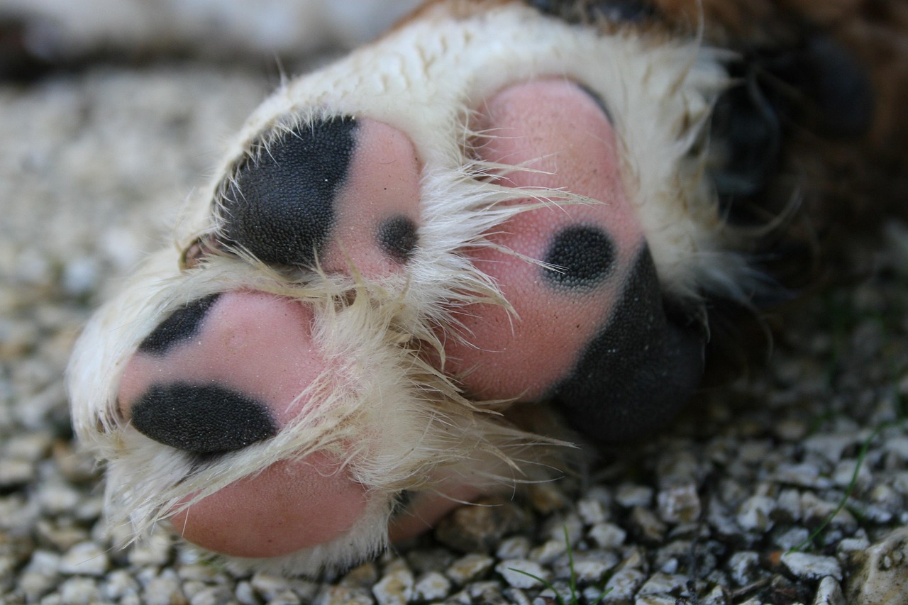 Tatze Berner Sennenhund Tierbild - Kostenloses Foto auf Pixabay - Pixabay