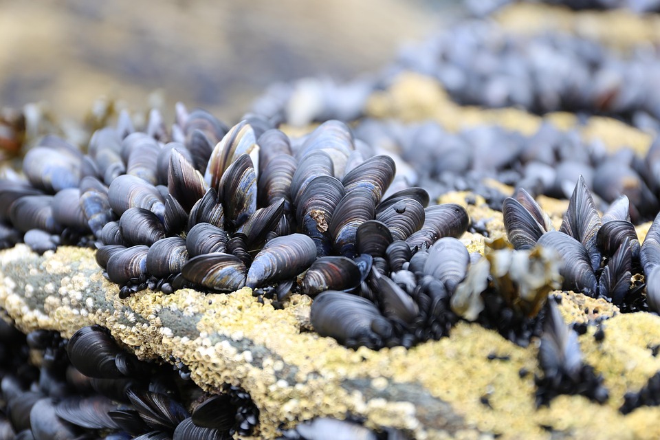 Bluemussel Cornwall Faune - Photo gratuite sur Pixabay - Pixabay