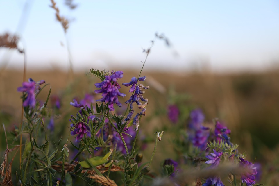 Blumen Wild Sommer - Kostenloses Foto auf Pixabay - Pixabay