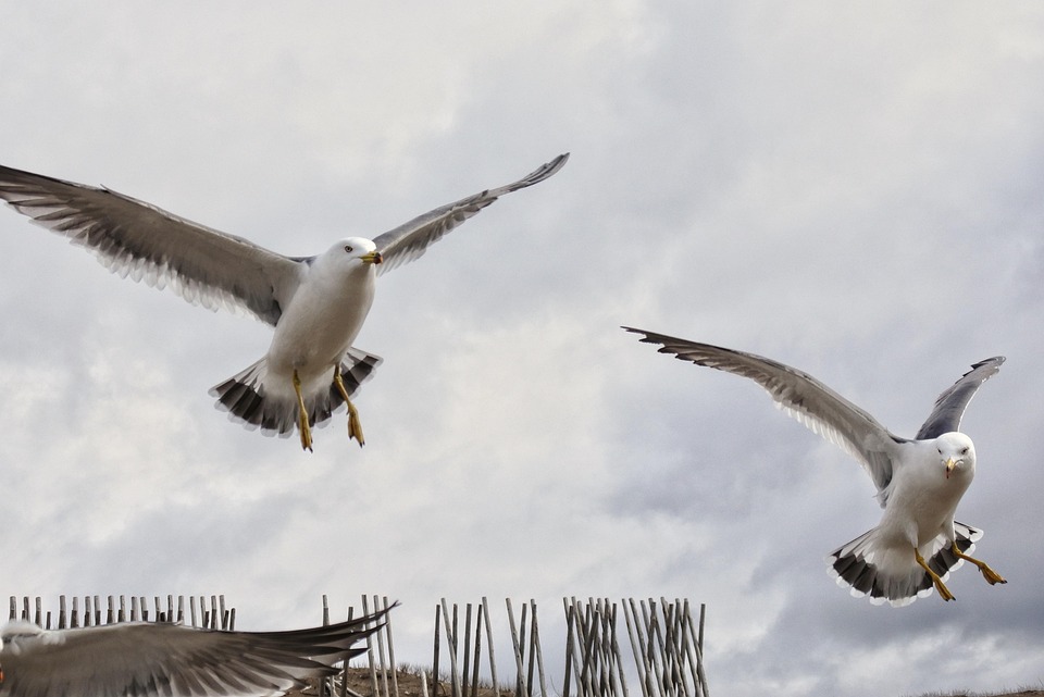 Animal Praia Passeio - Foto gratuita no Pixabay - Pixabay