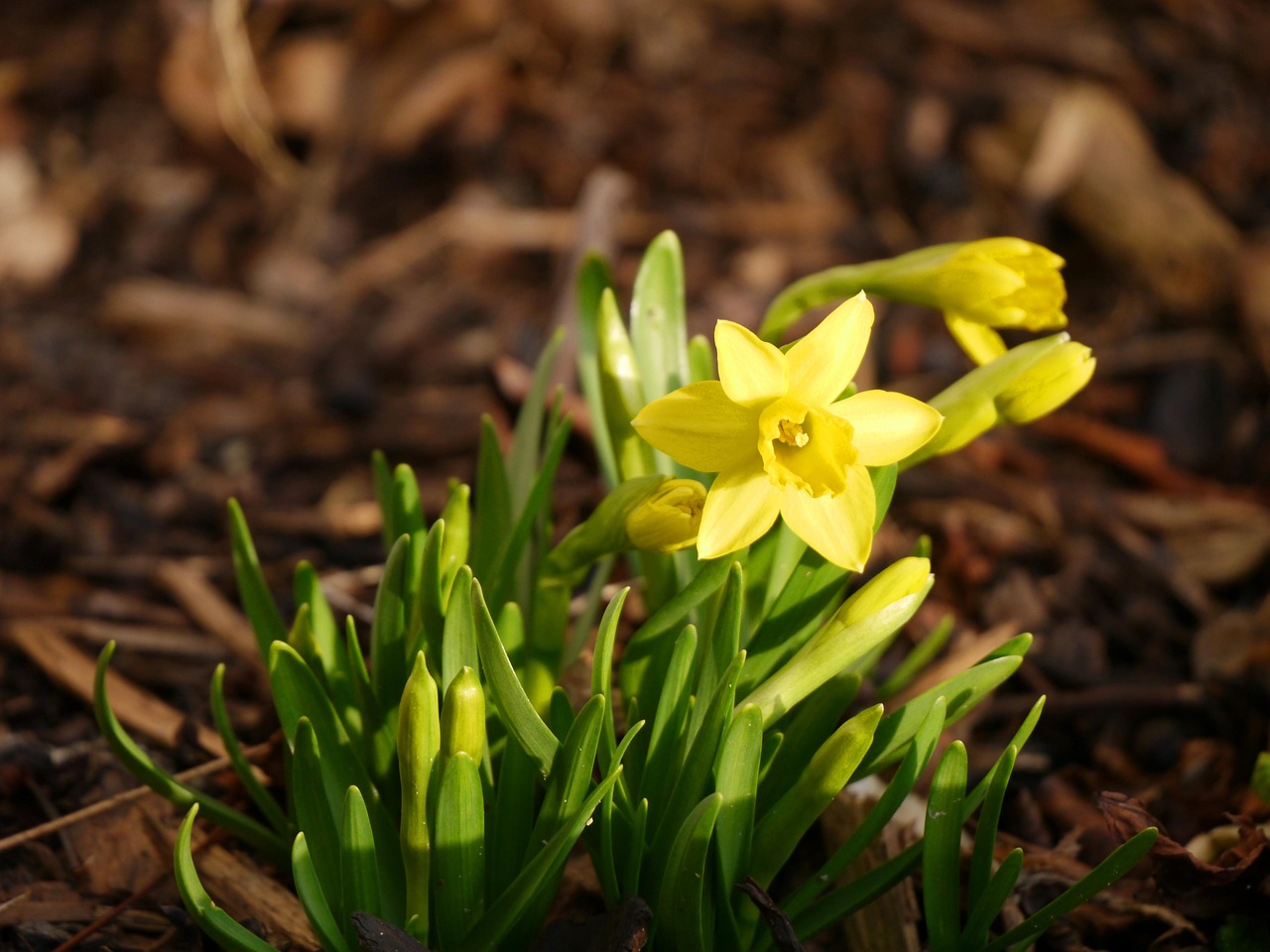 1,000+ Free Tete Silouhette & Tet Images - Pixabay