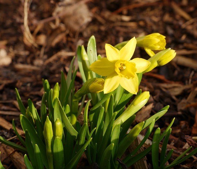 1,000+ Free Tete Silouhette & Tet Images - Pixabay