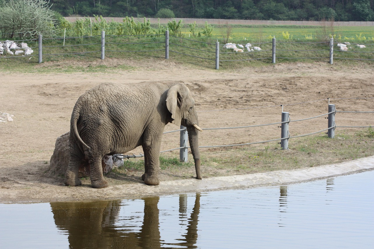 +300.000 Ücretsiz Wallpaper Elephant ve Fil Görseli - Pixabay